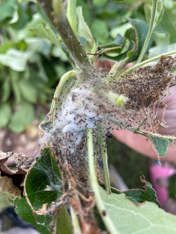 Apple Ermine Moth: the pest that’s decimating Oxford's apple trees